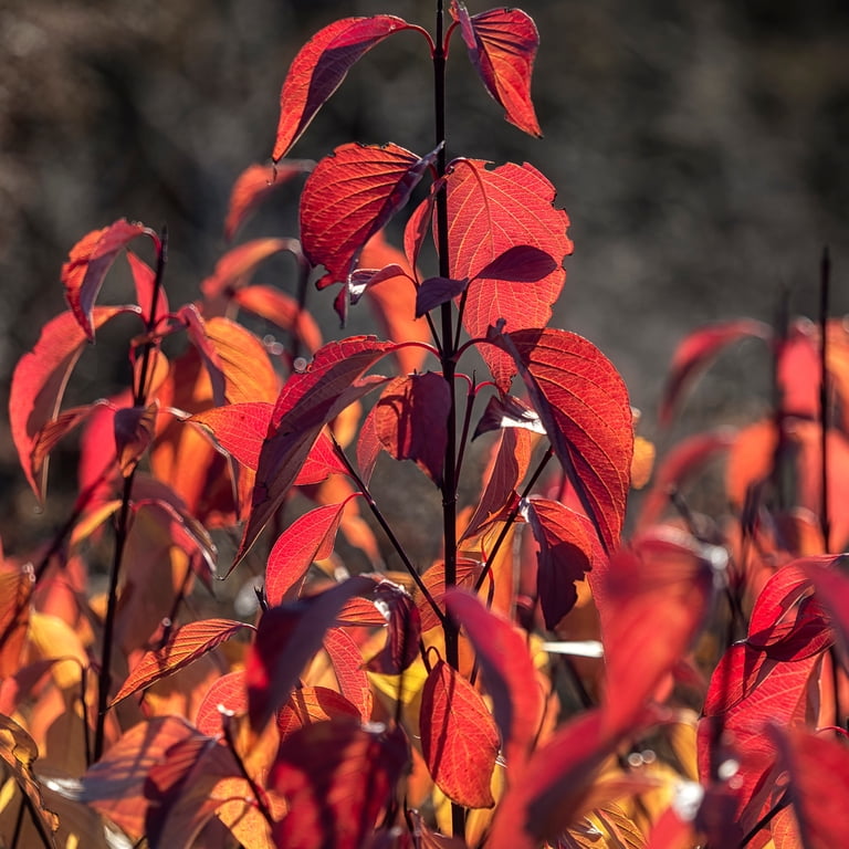 Red Flowering Dogwood Tree