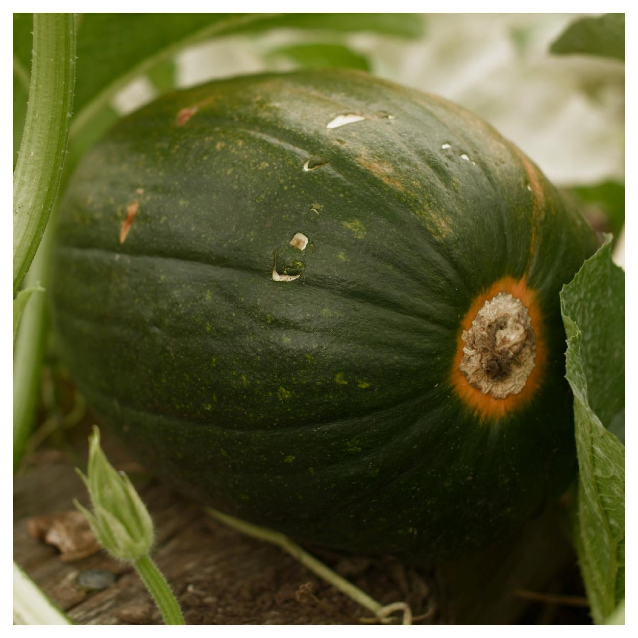 Everwilde Farms - 1 lb Tatume Summer Squash Seeds - Gold Vault Bulk ...