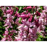 10 RED GAS PLANT Fragrant Fire Plant Dictamnus Albus Ruber Flower Seeds ...