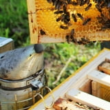 Lehman's Amish Made Beehive Box, 10 Frame Medium Pine Honey Super or ...