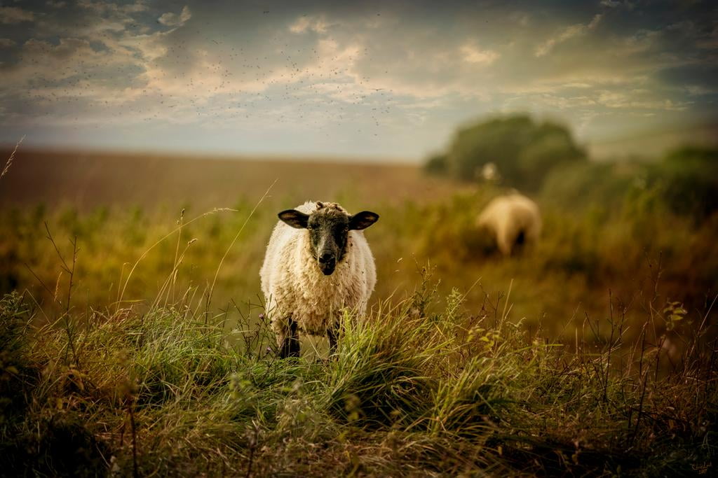 Sally Sheep by Chris Lord Photo Photograph Sheep Posters Farm Animals ...