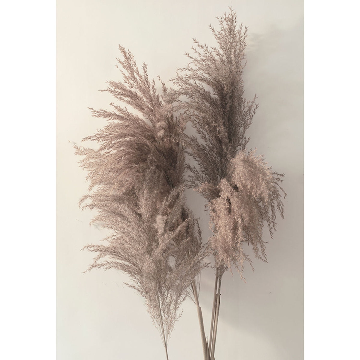 Click here for Ian Winstanley Pampus Grass I Print 40cm X 30cm prices