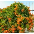 200 Orange Honeysuckle Seeds Vine Fragrant Lonicera cilosa Bush ...