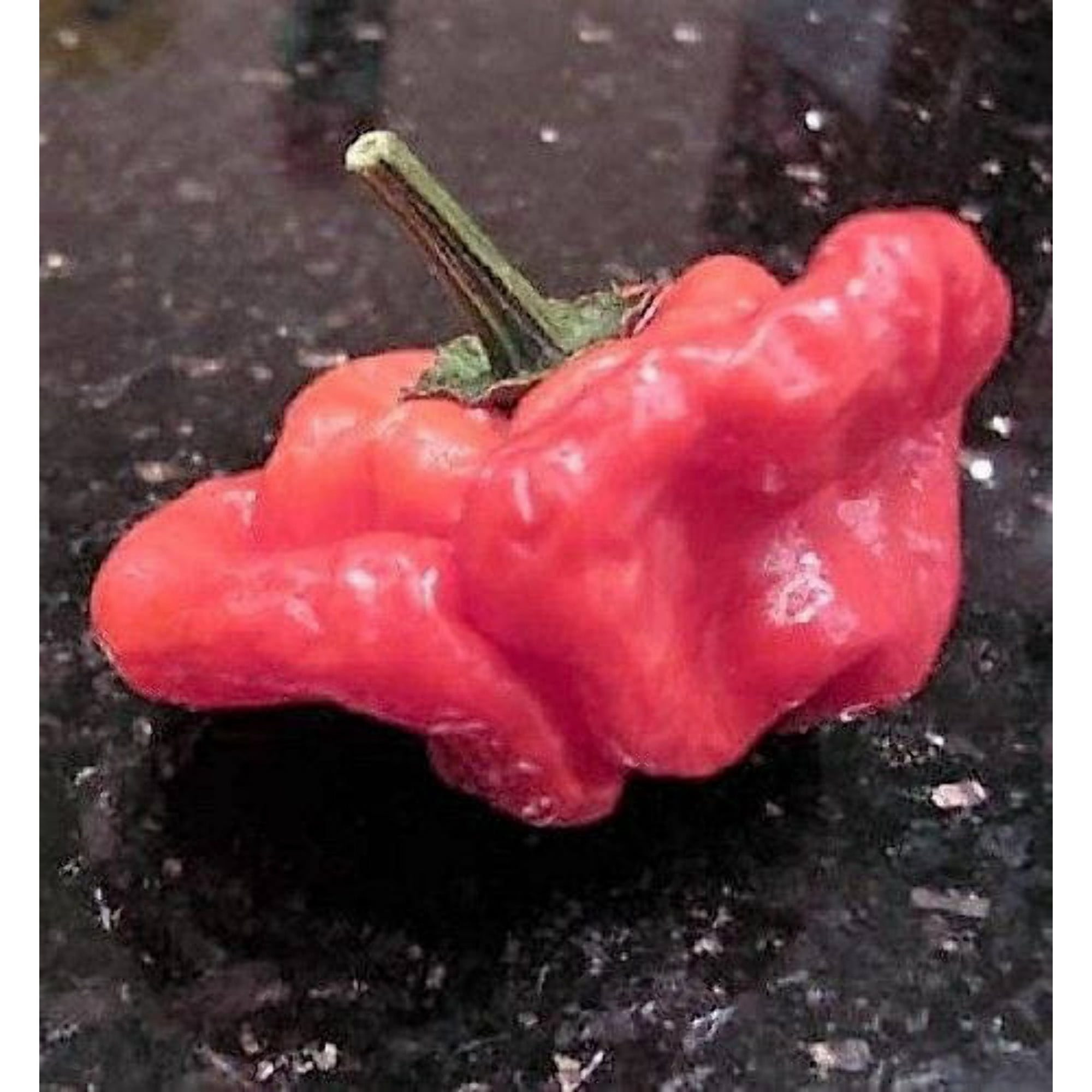 Click here for Seedville Usa 40 Red Jamaican Hot Pepper Capsicum... prices