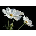 350 Purity White Cosmos Bipinnatus Perennial Flower Seeds - Walmart.com