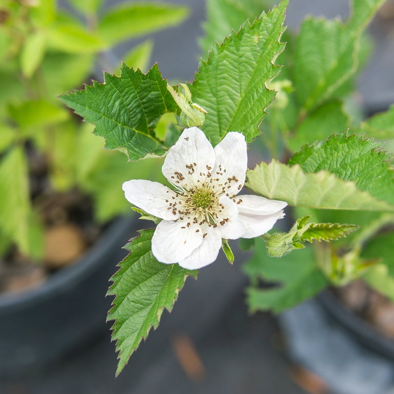 Raspberry Bush Flowers