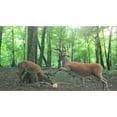 Biologic BioRock Mineral Deer Supplement 9lb - Walmart.com