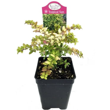 "Easy to Grow Pink Mountain Serissa Tree - Live House Plant, Bonsai ...