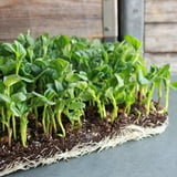 Organic Sprouting Fava Bean Seeds - 5 Lb - Non-GMO - Heirloom - For ...