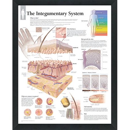 Set of 2 Framed Medical Posters The Integumentary System and ...