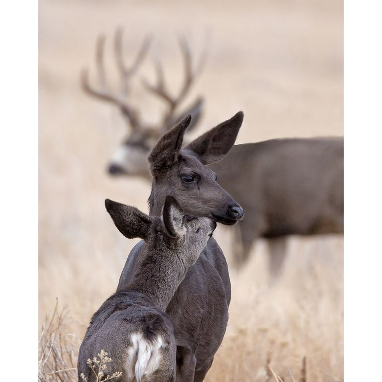 Black Mule Deer