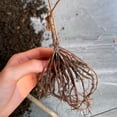Clematis-Plants Bulbs for Beautifying Your bare metal trellises, gates ...