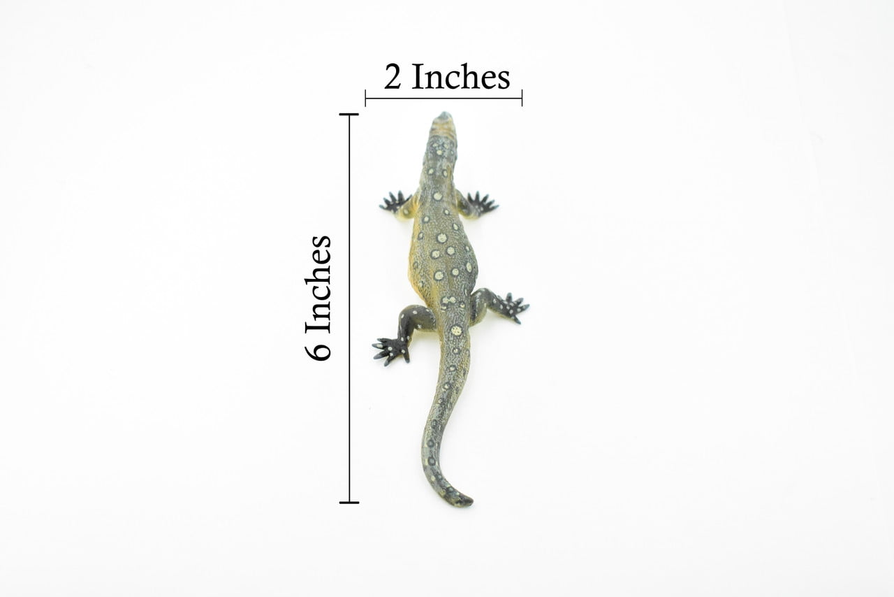 Wall Lizard Diagram