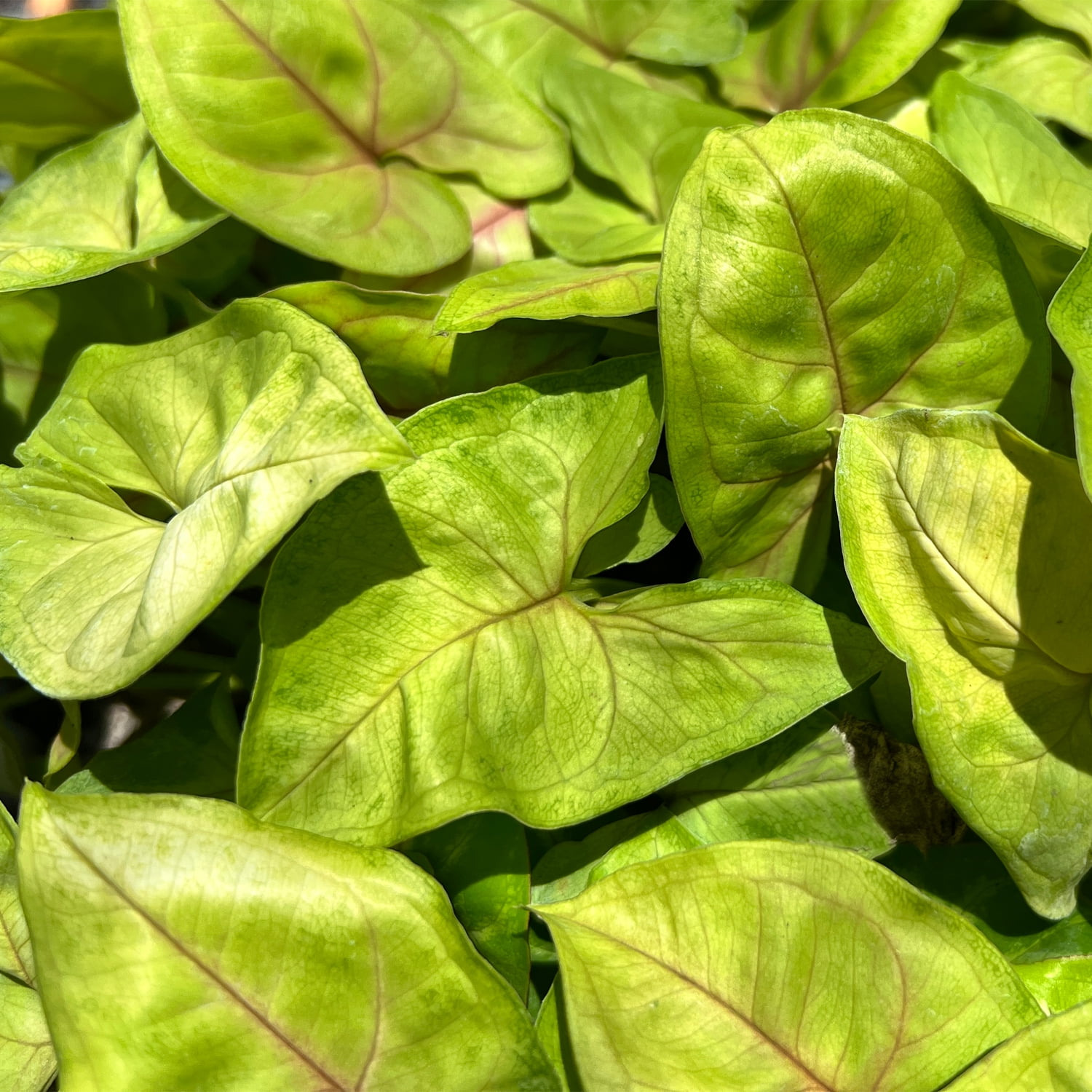 Syngonium Mango Allusion Arrowhead Live Plant - Syngonium podophyllum ...