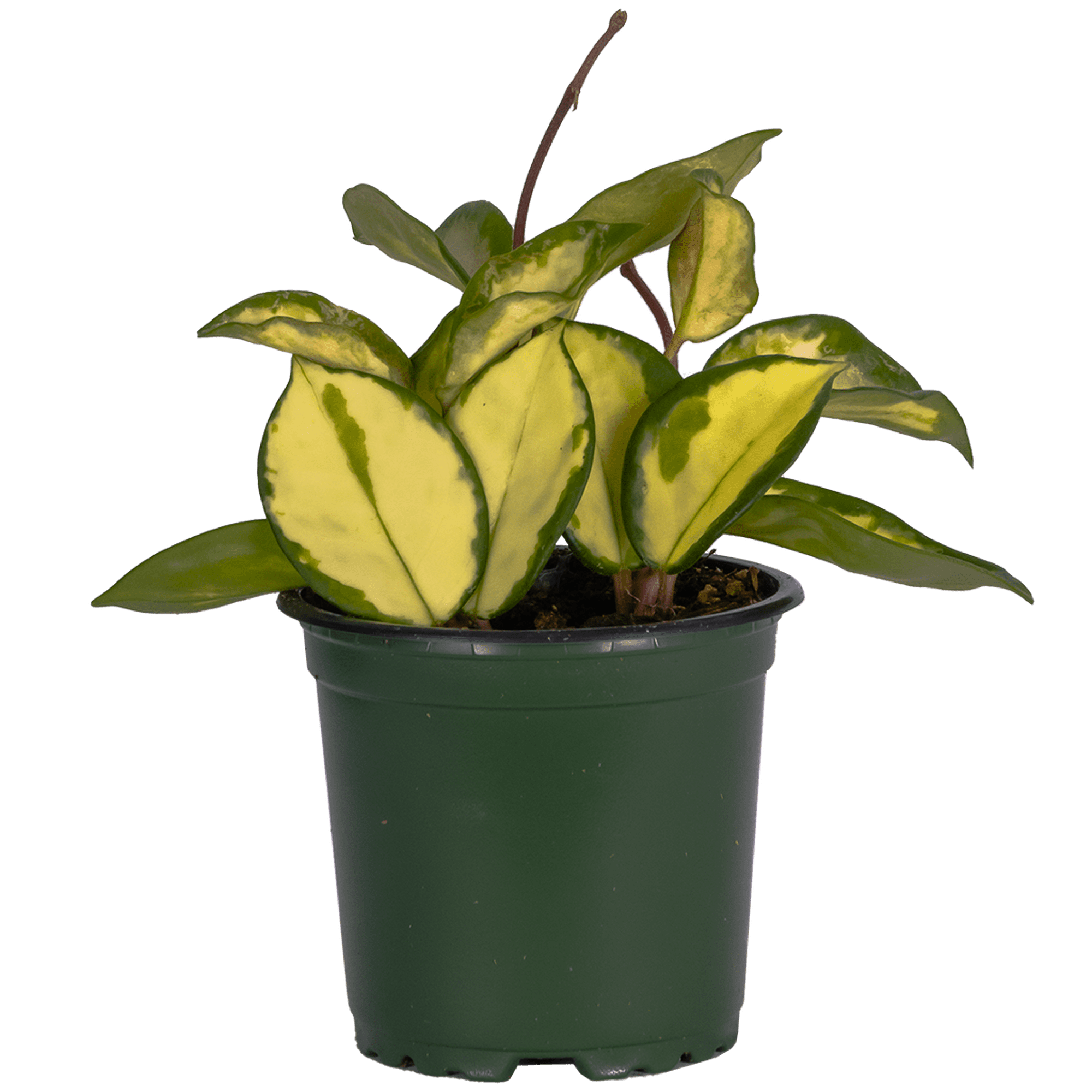 Click here for Plantsome Hoya Carnosa Tricolor Wax Plant (S) Live... prices