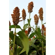 50 MENNONITE SORGHUM Sugar Cane Sorghum Bicolor Grain Vegetable Seeds ...