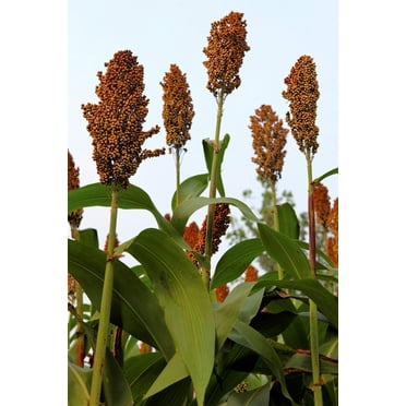 50 MENNONITE SORGHUM Sugar Cane Sorghum Bicolor Grain Vegetable Seeds ...