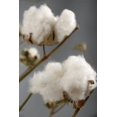 Real Cotton Stalks 27in. 1-2 Branches & Each Branch Stands 27in. Tall ...