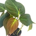 Philodendron Micans in a 2 inch Pot, Starter House Plant, Rare Philo ...