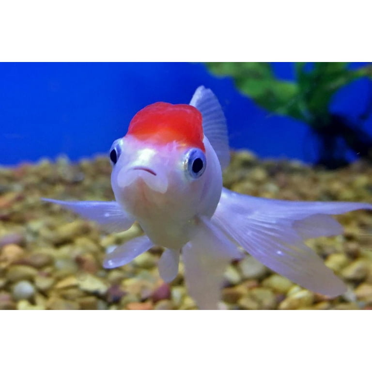 Baby Oranda Goldfish