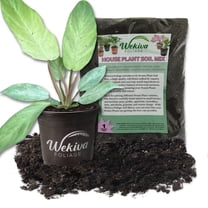 Snowdrift Philodendron and Soil Mix Combo - Live Plant in a 4 Inch Pot ...