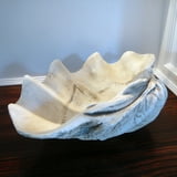 Giant 22" White and Gray Clam Shell Tridacna Gigas, Large Seashell ...