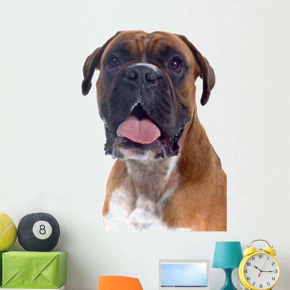Head Shot Boxer Wall Mural by Wallmonkeys Peel and Stick Graphic (48 in ...