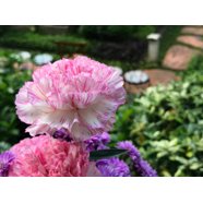 50 Pack, Carousel Mix Zinnia Elegans, Bicolor Flower Seeds in Mixed ...
