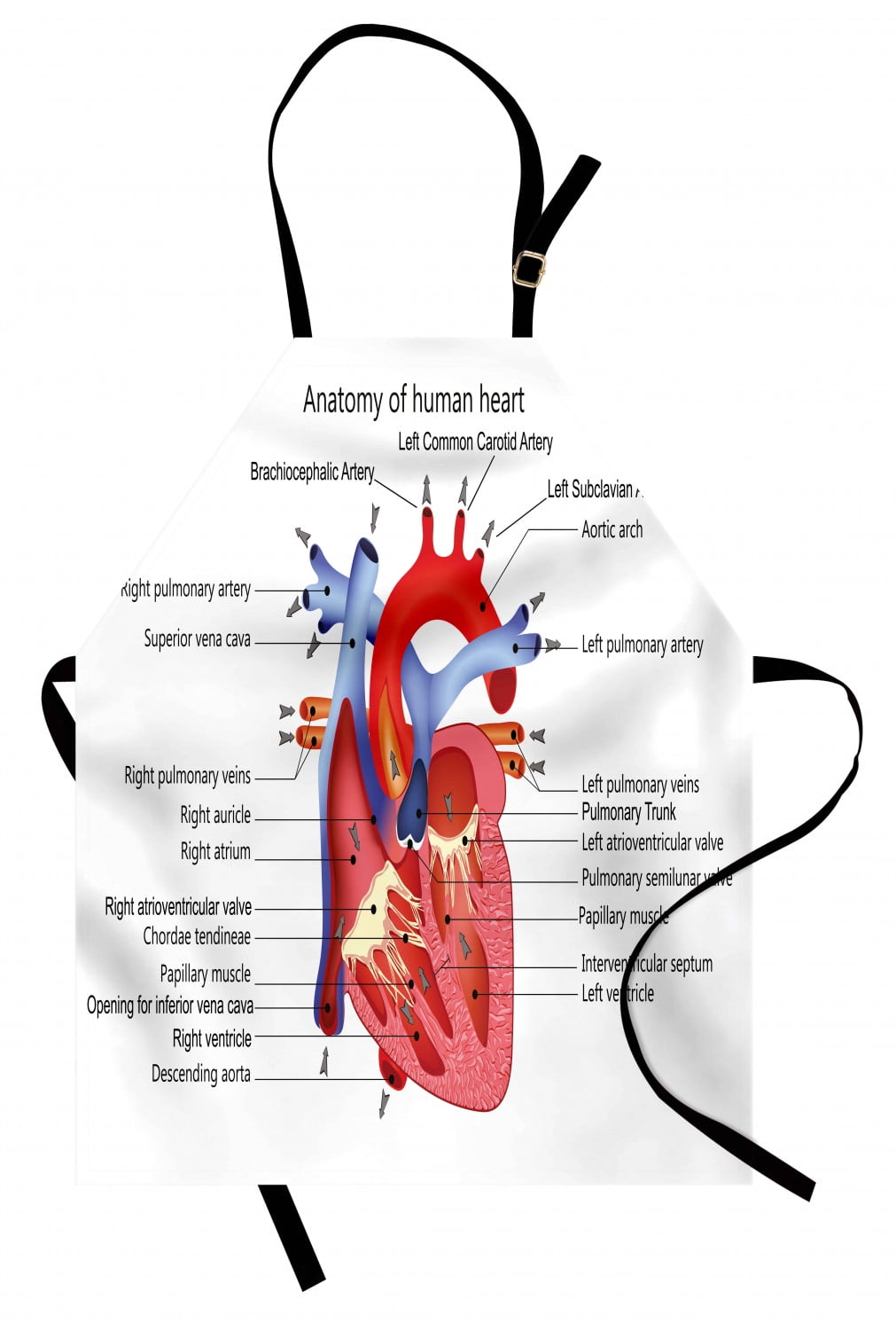 Educational Apron Medical Structure of the Hearts Human Body Anatomy ...