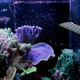 TUIBELYN Coral Frag Rack Holder Base with 23 Holes Fluorescent Multi ...