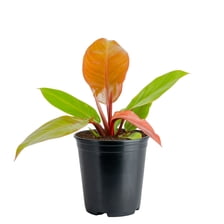 Costa Farms Plants with Benefits Live Indoor Plant Foliage Assorted in ...