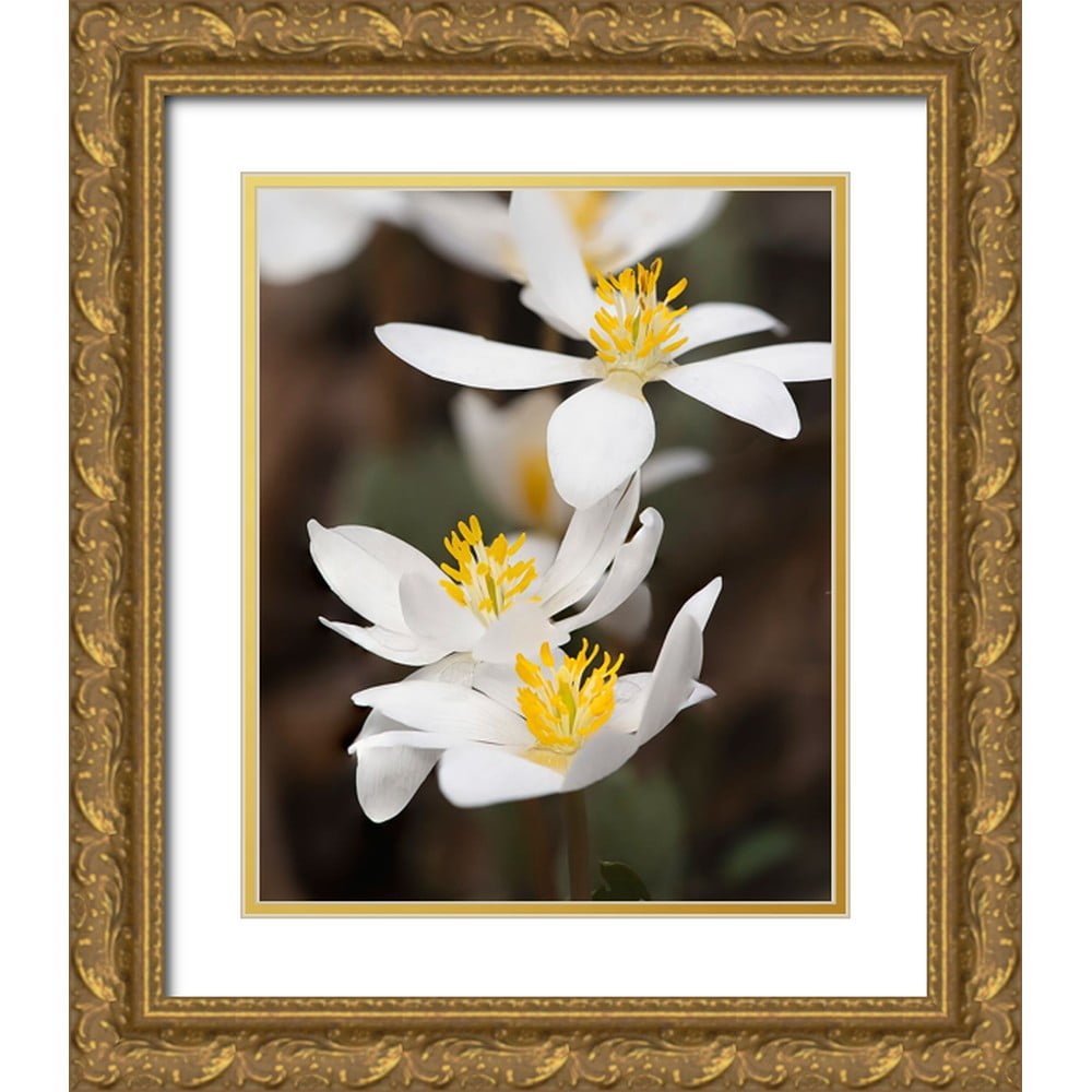 Double Bloodroot Flower