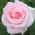 Heirloom Roses - Great Century Hybrid Tea Rose Plant - Pink Rose Bushes ...