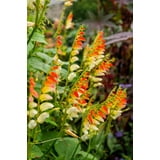 10 FIRECRACKER VINE Flower Mina Lobata Exotic Love Spanish Flag Ipomoea ...
