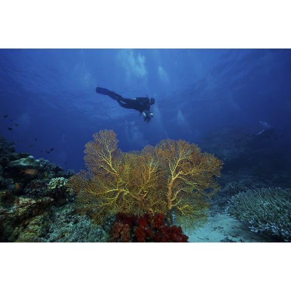 A scuba diver swims past a large yellow gorgonian fan Fiji Canvas Art ...