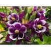 CZ Grain Columbine McKana Giants Flower Seeds, 200+ Multicolor ...