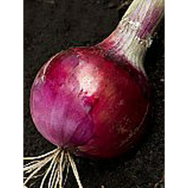Red Grano Short Day Onion Heirloom Seed - Walmart.com