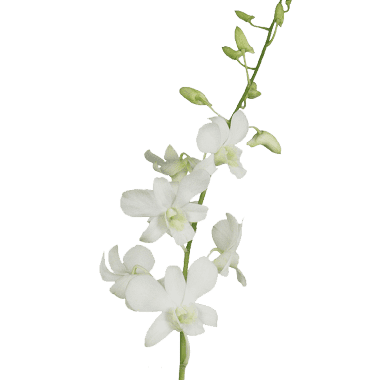 White Dendrobium Orchid Centerpieces