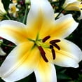Rare Colorful Lily for Planting-(Non-Artificial)-Bloom Year After Year ...