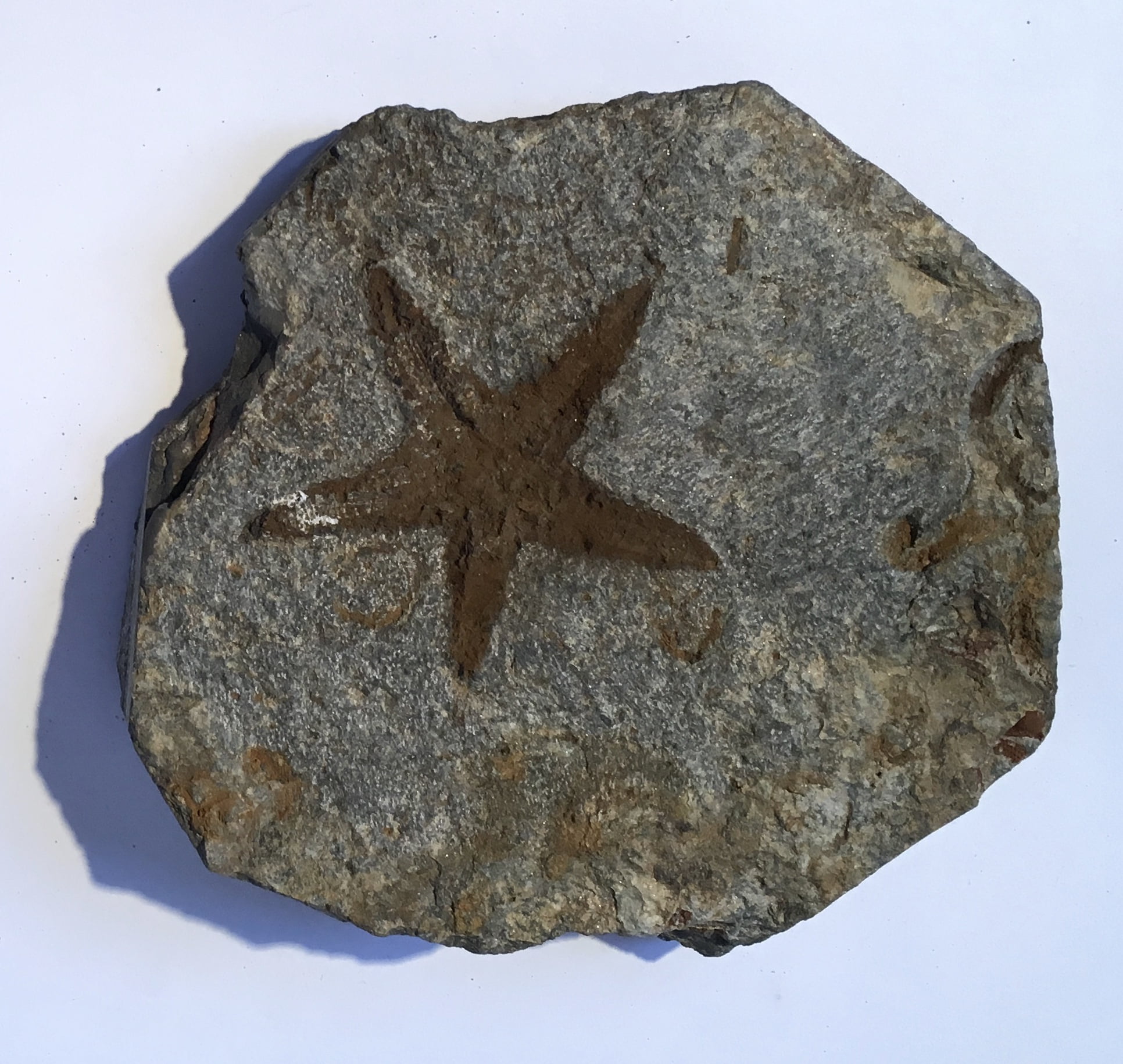 Starfish Fossil