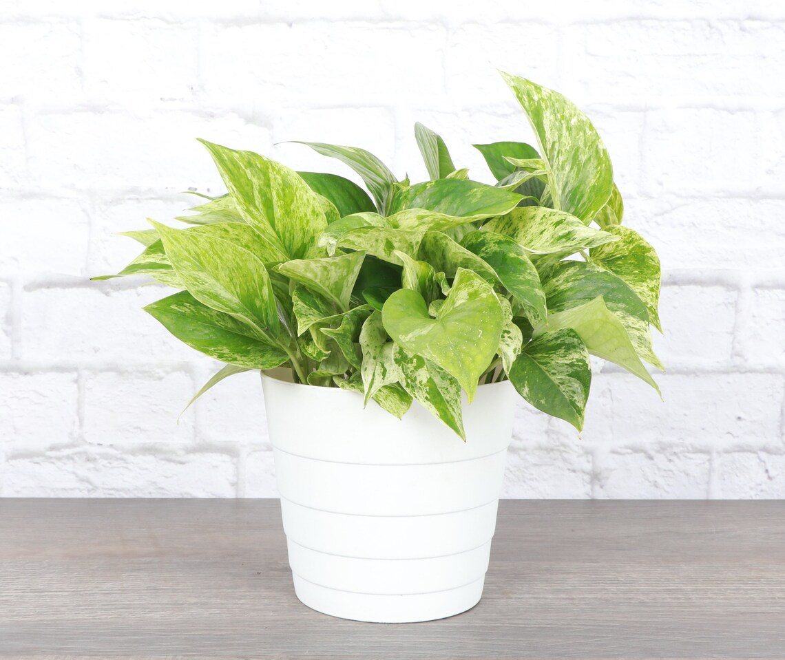 Live Marble Queen Pothos Plant - 6" Decorative Contemporary Pot - White ...