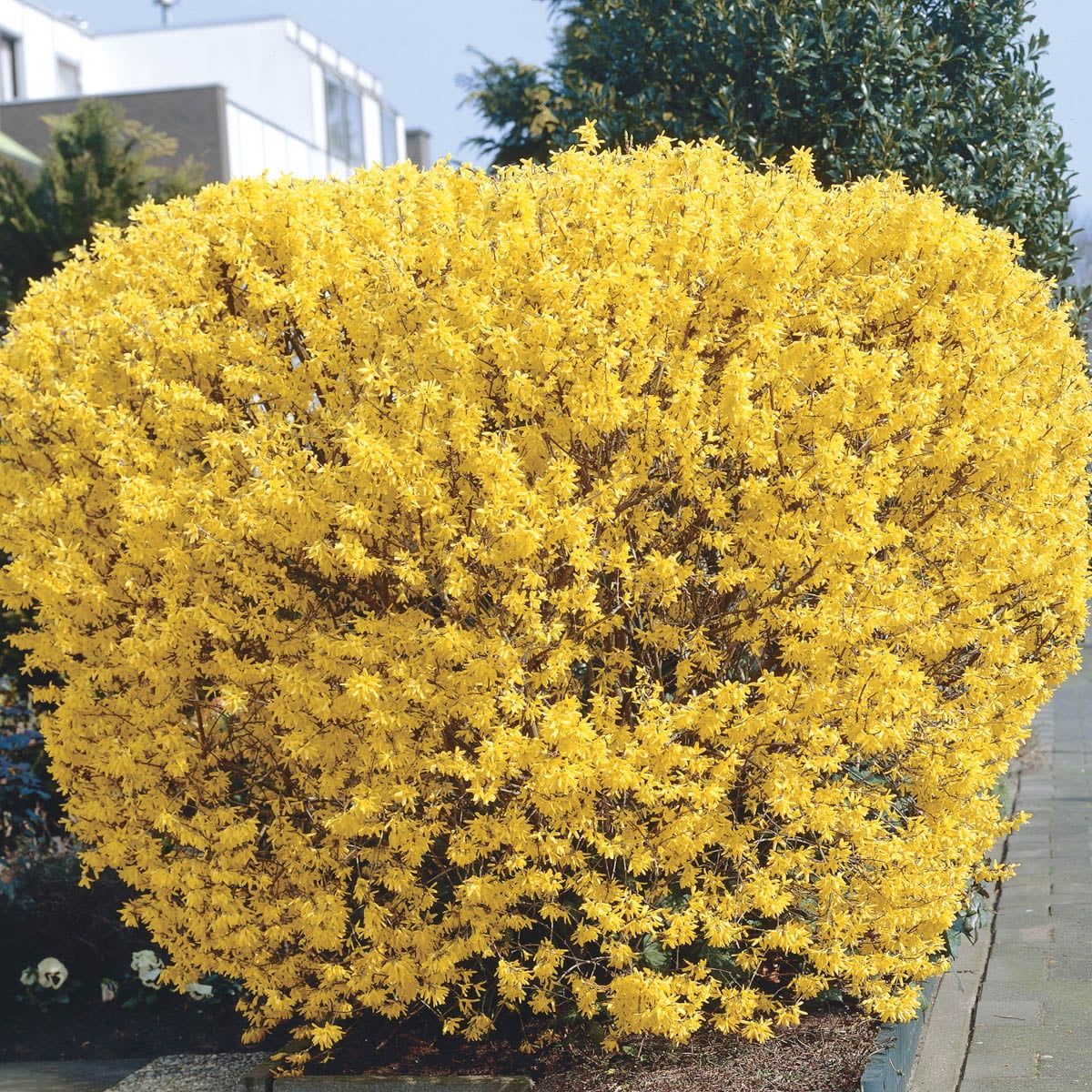 Lynwood Gold Forsythia 4 In. Potted Deciduous Yellow Flowering Shrub (1 ...
