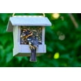 Birds Choice Modern Farmhouse Small Hopper Hanging Bird Feeder ...
