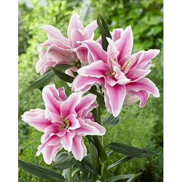 10 Roselily Felicia Bulbs - Walmart.com