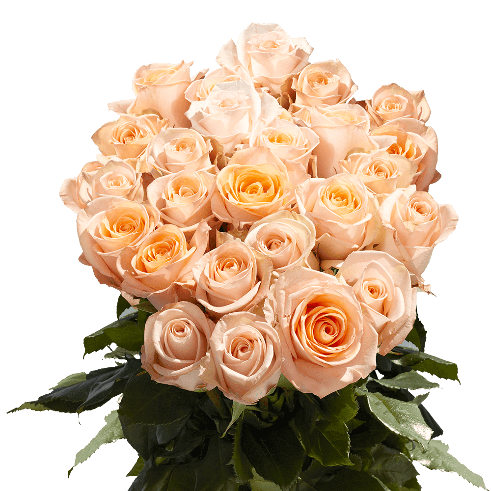 Two Dozen Peach Roses- Beautiful Fresh Cut Flowers- Express Delivery ...
