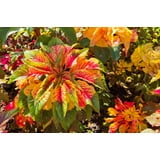 150 TRICOLOR AMARANTHUS PERFECTA Summer Poinsettia Amaranth Flower ...