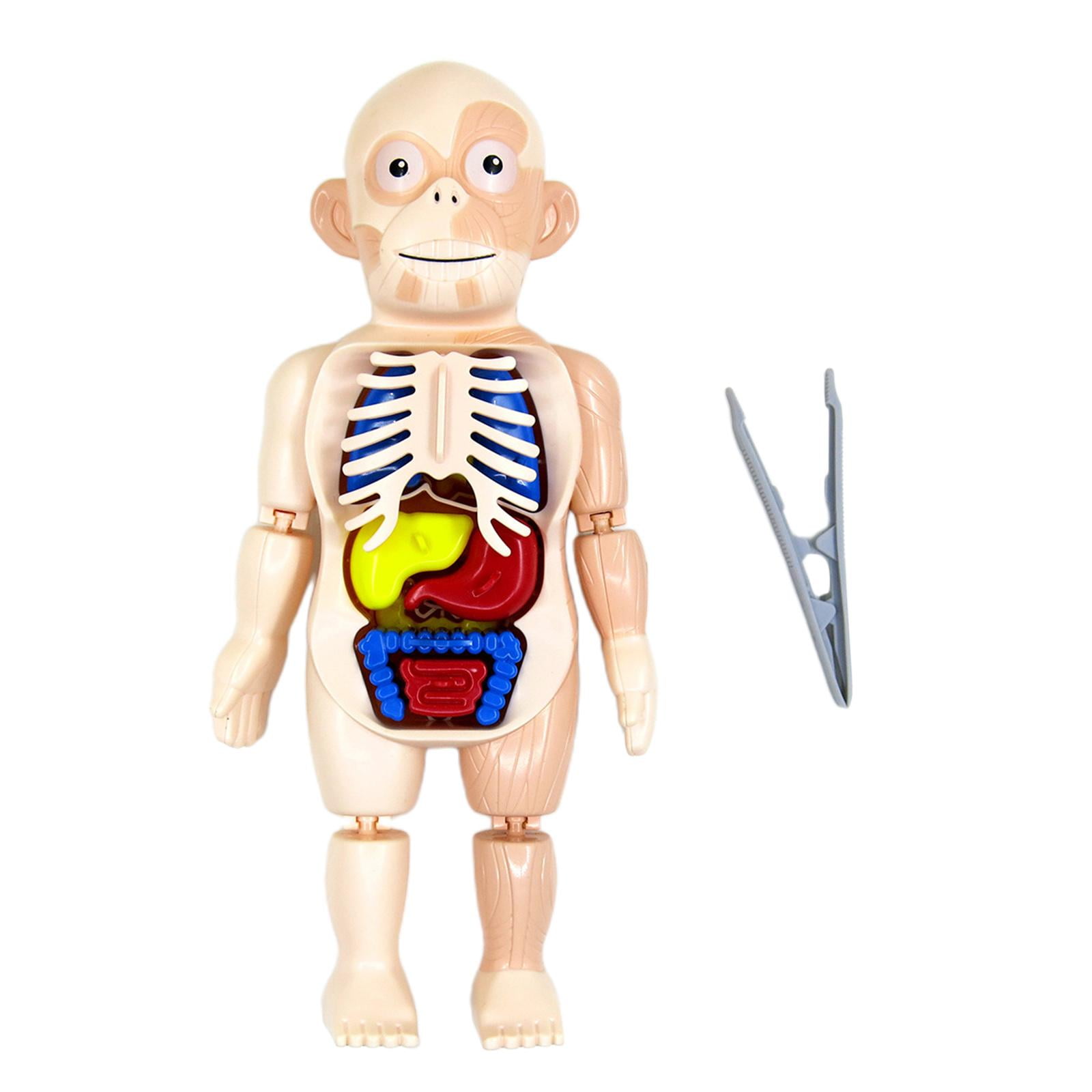 3D Human Body Torso with Organs Educational Learning DIY Toys Body ...