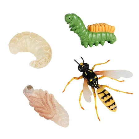 Early Educational Development Preschool Toy Wasp Life Cycle Model gift ...