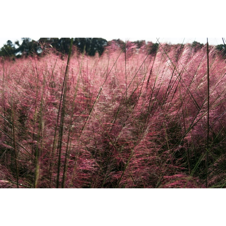 Cotton Candy Grass Landscapes