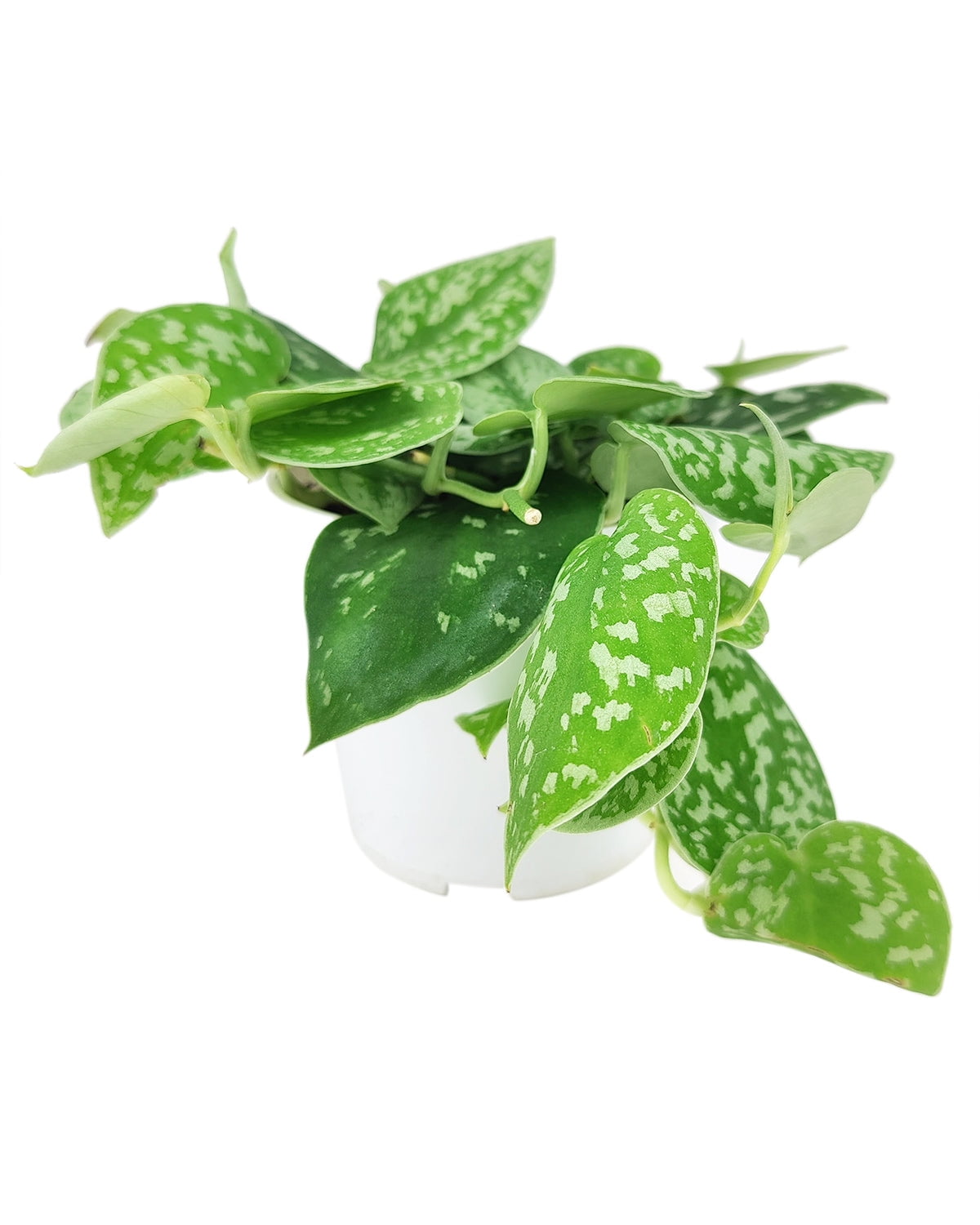 Satin Pothos Scindapsus Pictus (4" Grower Pot) - Heart-shaped ...